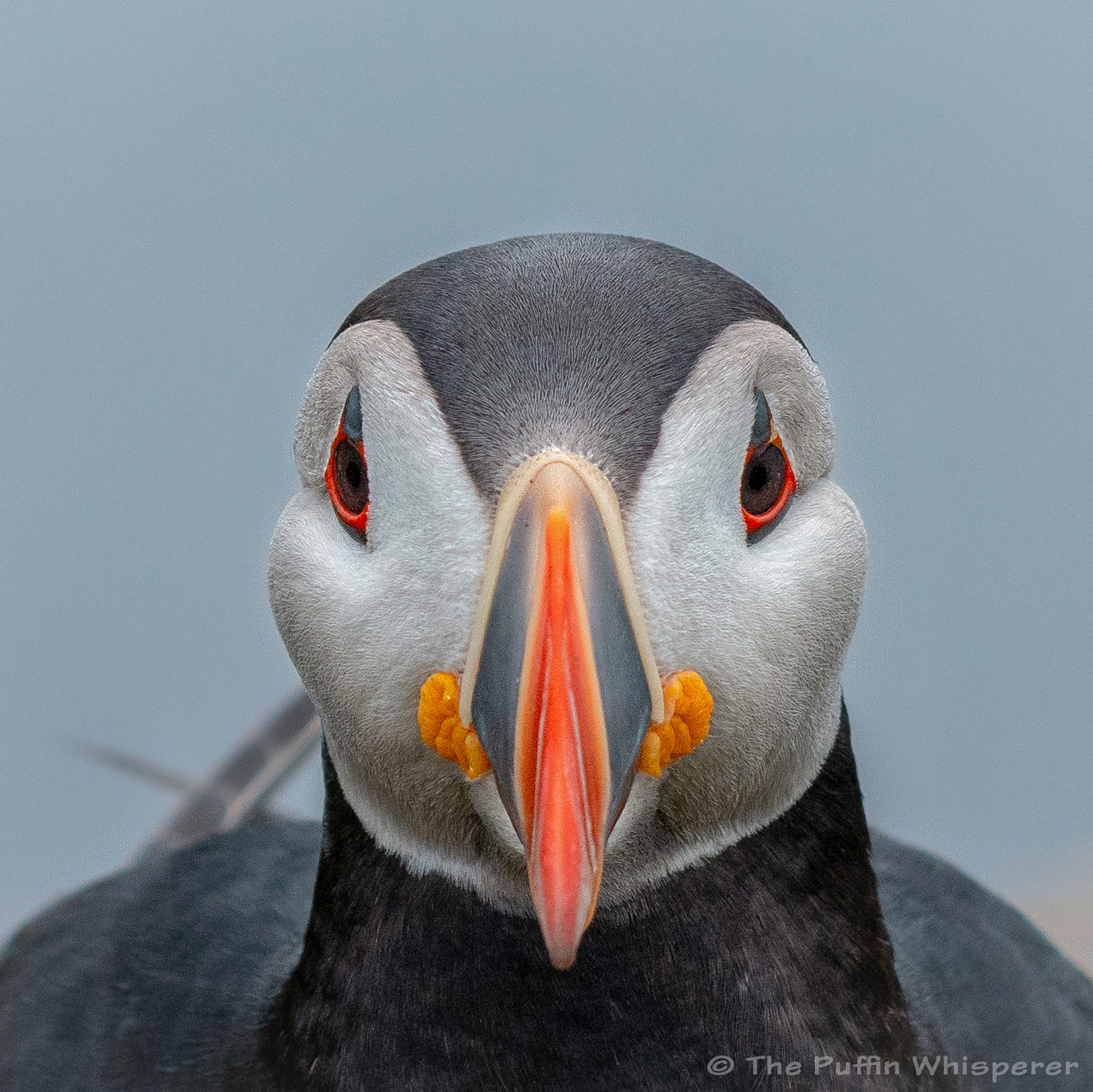 Gallery – The Puffin Whisperer